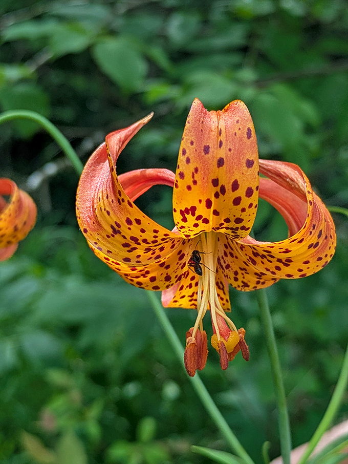 The Michigan lily unfurls like a tiger's paws stretching in the sun, spotted and spectacular against the summer green.
