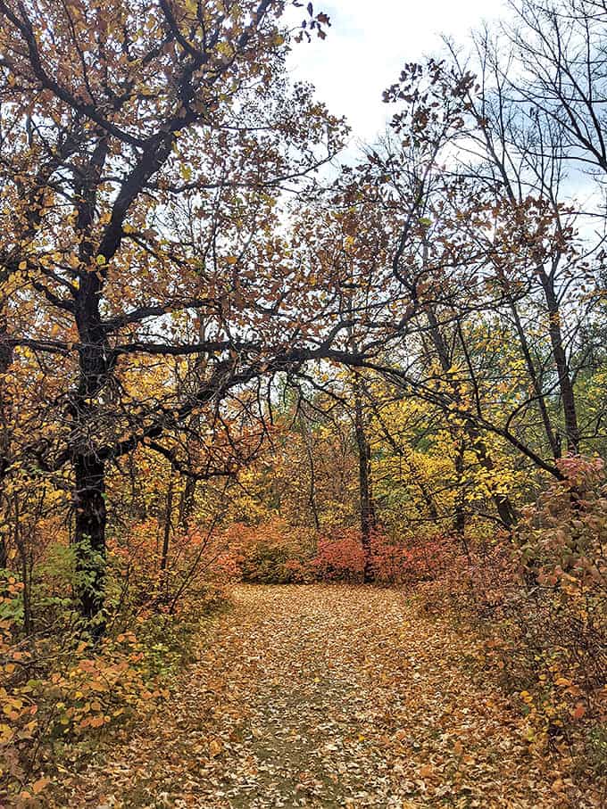 Leaf-strewn paths invite contemplative walks through forests that whisper stories if you listen closely enough.