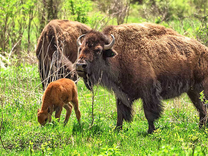 The park's bison herd offers a glimpse into Minnesota's past, when these magnificent creatures roamed freely across the prairie landscape.