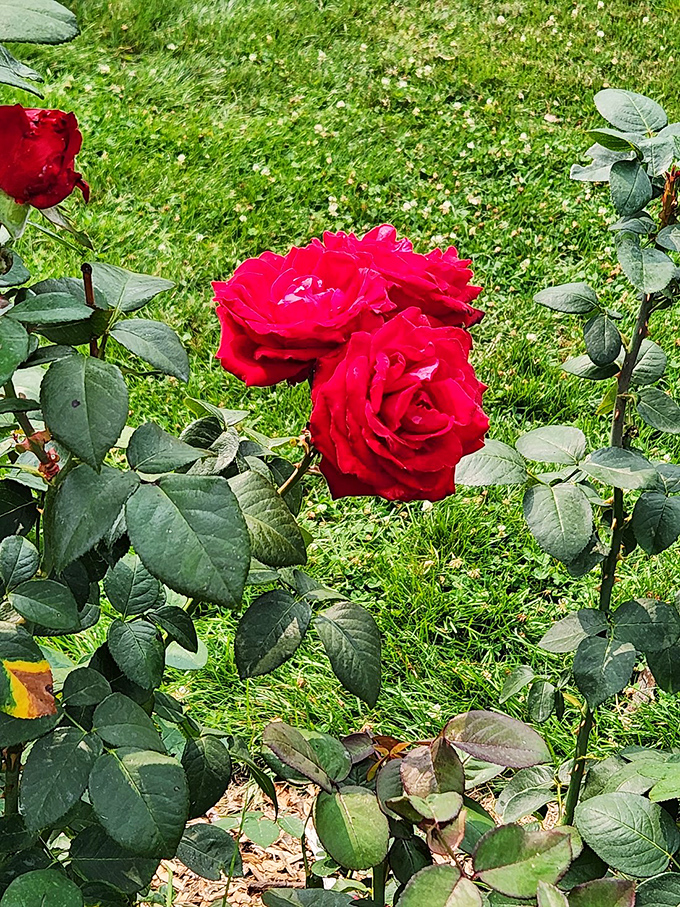 Deep red roses demonstrate why this color has been associated with passion and romance since basically forever, looking like velvet made into flowers.