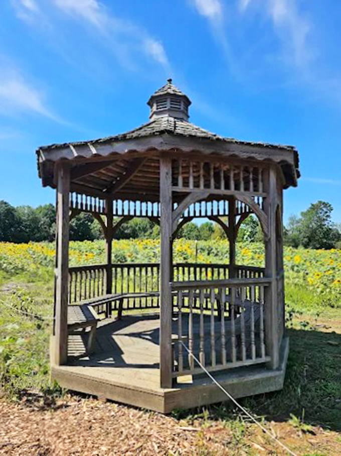 A wooden gazebo offers a quiet spot to rest and enjoy the open fields and sunny skies beyond.