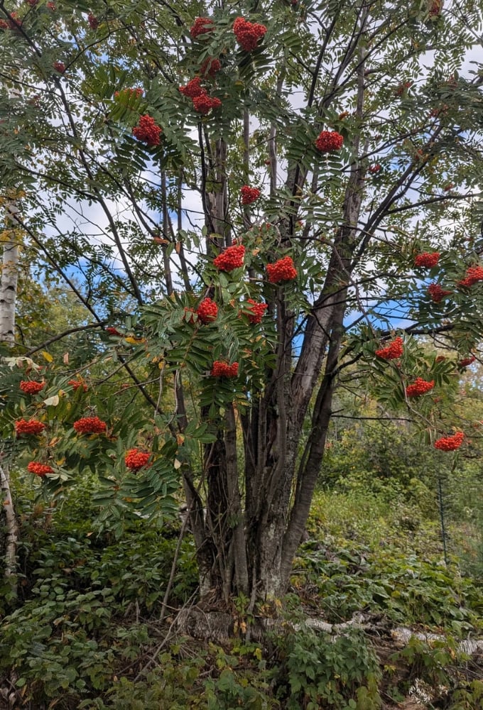 Mountain ash berries burst with vibrant red against autumn sky, nature's holiday decorations appearing long before department stores get the idea.
