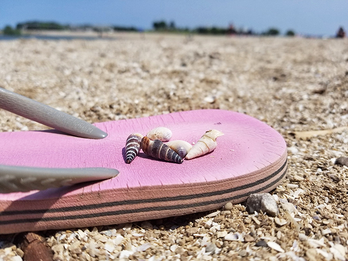 Seashells: Tiny treasures from Lake Erie's depths find themselves stranded on a flip-flop island &ndash; beachcombing rewards for sharp-eyed collectors.