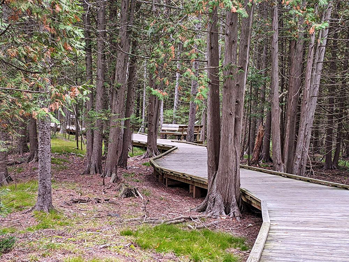 The boardwalk weaves between ancient cedars, their twisted trunks bearing witness to centuries of Wisconsin's changing seasons.