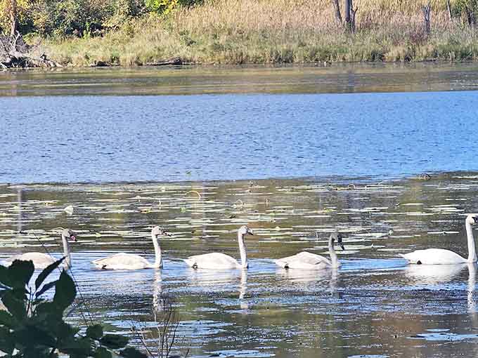 A royal procession of swans glides across glass-like waters, their elegant reflections doubling the visual poetry of the moment.