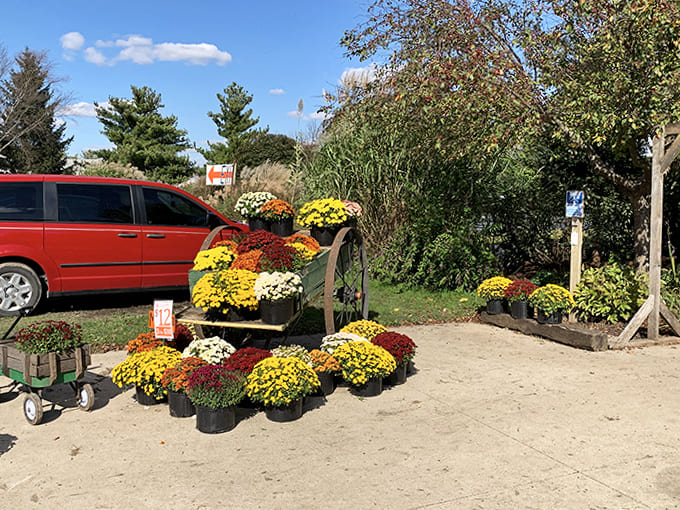 Vibrant mums in every autumn hue create a welcoming display that's almost as colorful as the treats inside.