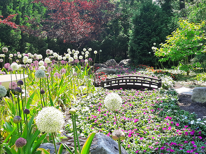 Giant allium flowers stand like nature's lollipops among colorful blooms in this nearby garden, creating a whimsical wonderland.
