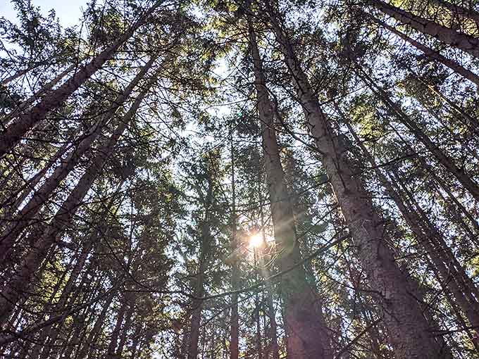 Looking up through this cathedral of pines, sunlight filters through like nature's own stained glass, creating a moment of woodland reverence.