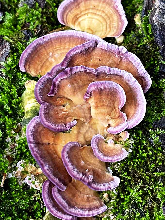 Nature's psychedelic side revealed &ndash; these purple-edged mushrooms look like they're dressed for a 1970s disco, fungi with fashion sense!