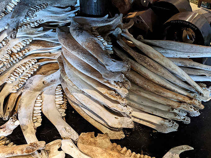 Jawbones arranged with scientific precision reveal nature's engineering &ndash; each tooth and curve designed for specific survival purposes across species.