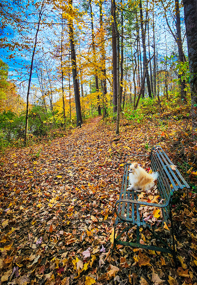 This rustic bench offers a moment's respite, surrounded by nature's finest artwork &ndash; no museum admission required.