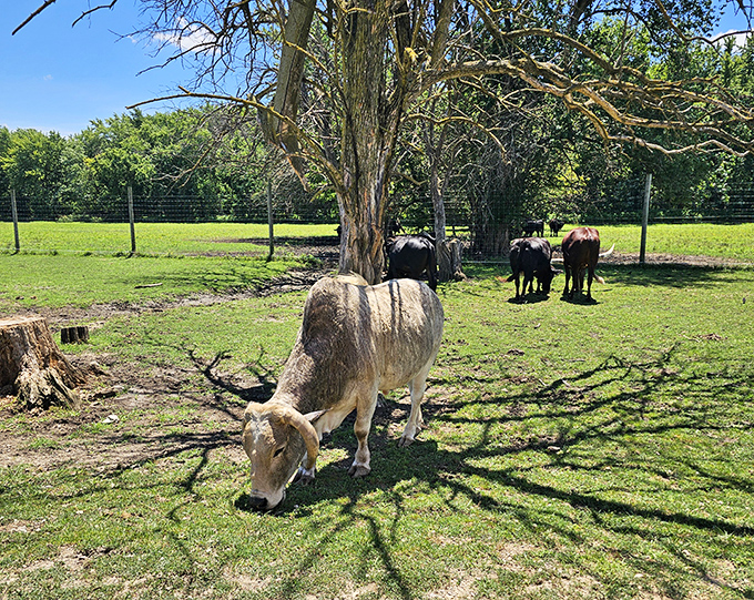 Peaceful pasture scene: Cattle graze contentedly under shade trees while buffalo roam in the background at Aikman.