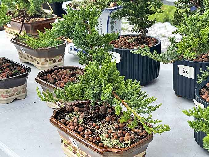 Tiny trees with ancient souls bring zen garden vibes to your patio, patience and pruning skills sold separately.