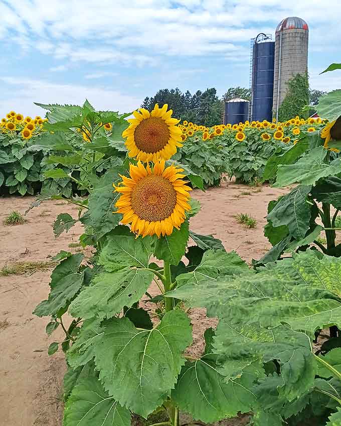 These classic sunflowers stand tall and proud, their faces following the sun's journey across Michigan's summer sky with faithful dedication.