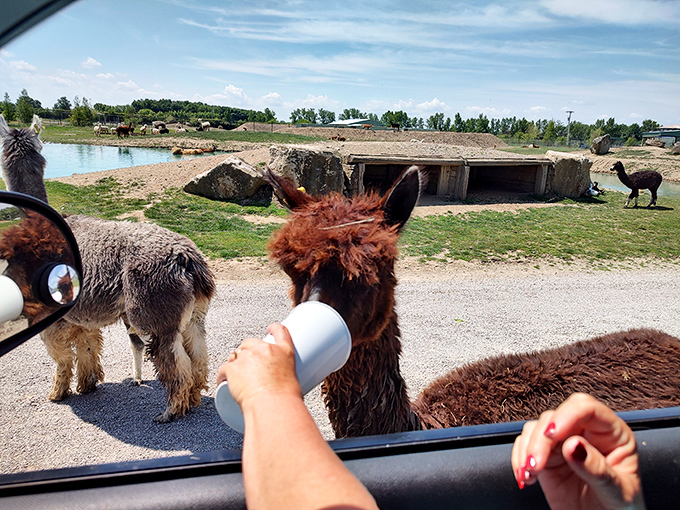 The drive-through safari transforms visitors into mobile snack bars as eager alpacas approach for their favorite treats.
