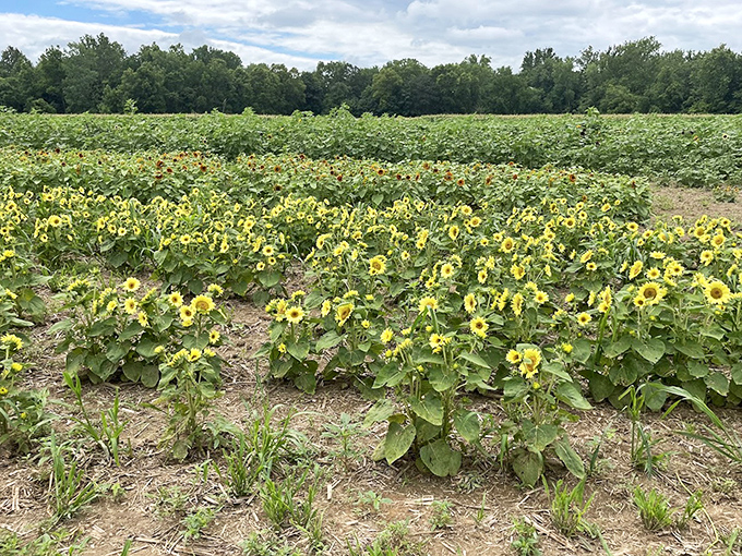 Young sunflowers stand in perfect formation, a green and gold army patiently growing toward their full summer glory.
