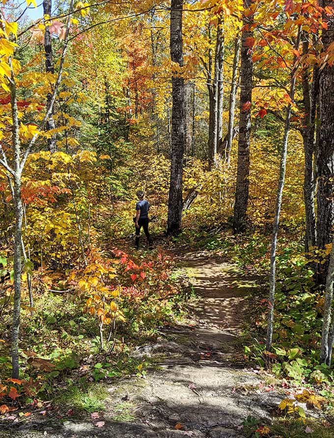 Sunlight plays hide-and-seek through the trees, creating a natural spotlight that guides hikers deeper into Minnesota's secret woodland theater.