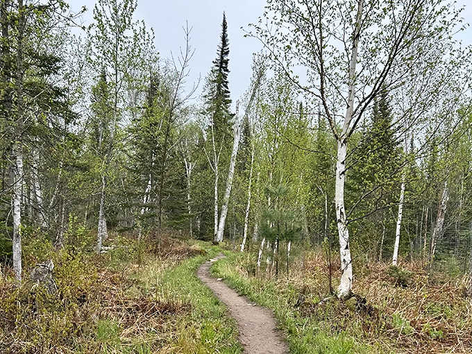 Spring's fresh palette transforms the trail into a green corridor where sunlight dapples through new leaves like nature's own disco ball.