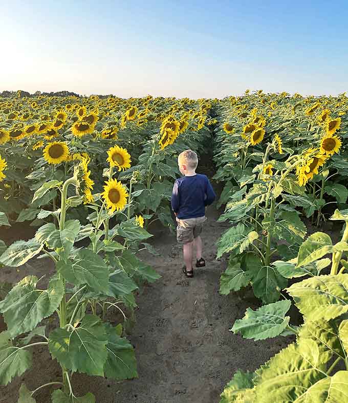 Pathways wind through towering sunflower canyons, creating a journey of discovery where every turn reveals new golden vistas.
