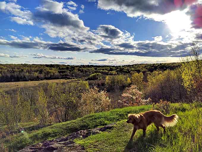 Dogs understand Hartley's magic better than humans &ndash; just watch their joy as they explore terrain more interesting than any backyard.