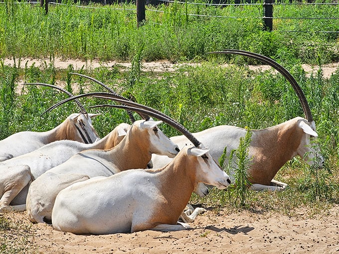 Elegant oryx antelope rest in the midday sun, their impressive horns creating natural sculptures against the landscape.