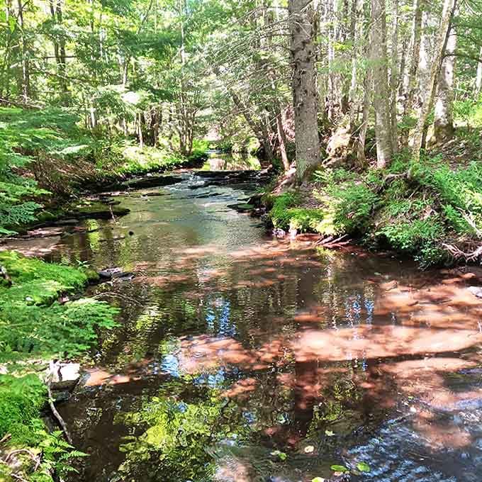 The gentle stream reflects fragments of blue sky and green canopy, creating a mirror world where reality and reflection become beautifully confused.