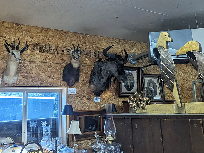 Trophy mounts from a bygone era of decoration watch silently over browsers. These taxidermied specimens represent changing tastes in home d&eacute;cor across generations.