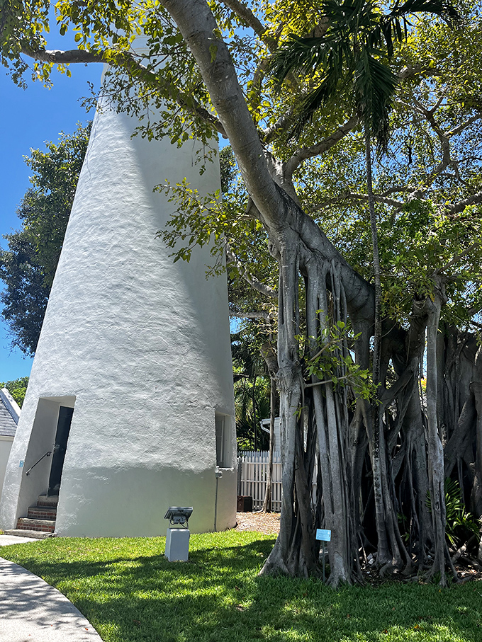 Ancient trees with character-filled trunks stand guard beside the lighthouse, both having weathered countless storms over the decades.