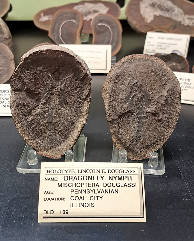 These ancient fossils have journeyed across millions of years to reach this display case &ndash; talk about the ultimate time travelers!