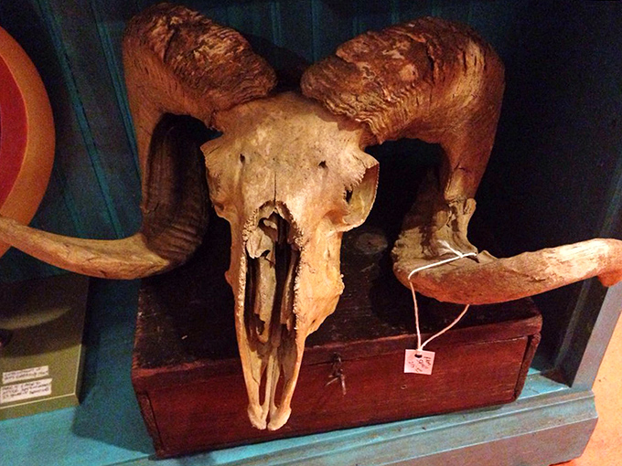 Ram Head: Magnificent curved horns crown this preserved specimen &ndash; nature's architecture preserved with the respect typically reserved for fine sculpture.