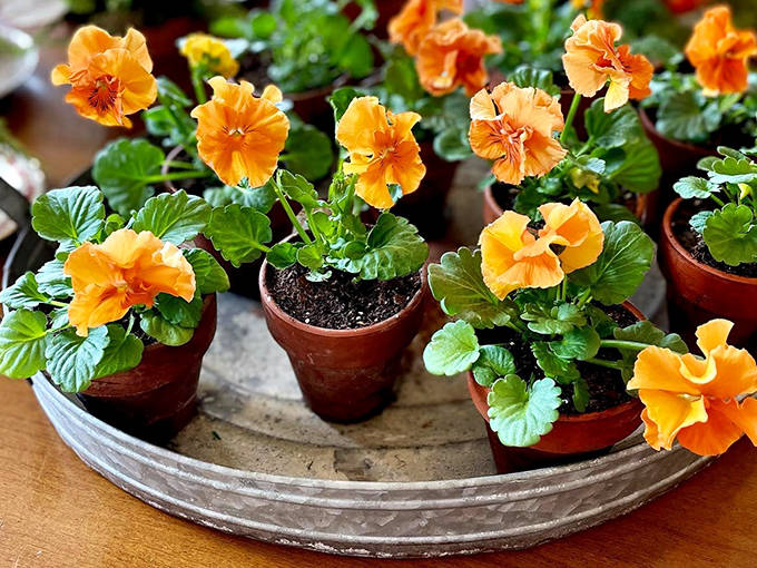 Tiny orange pansies bring bursts of living color among the antiques, a reminder that beauty comes in all forms, both preserved and growing.