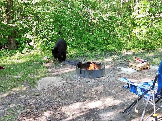 Unexpected dinner guest or camping neighbor? This black bear reminds visitors they're merely tourists in his woodland home.