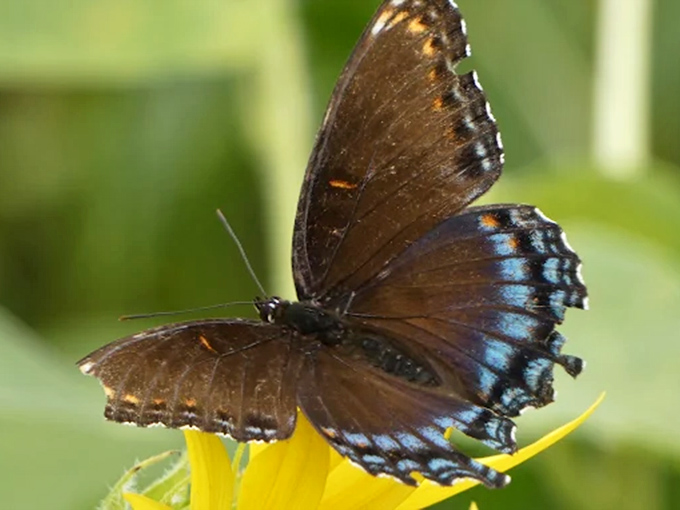 The ultimate butterfly magnet &ndash; these pollinators can't resist the abundant nectar buffet provided by thousands of sunflower faces.