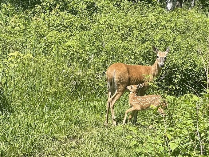Tender moment between doe and fawn in sunlit meadow &ndash; Minnesota wildlife parenting at its finest, no instruction manual needed.