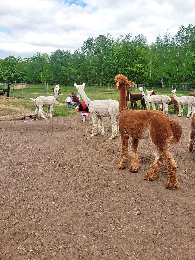 The full spectrum of alpaca colors on display, creating a living rainbow of fluff that makes every visitor reach for their camera.