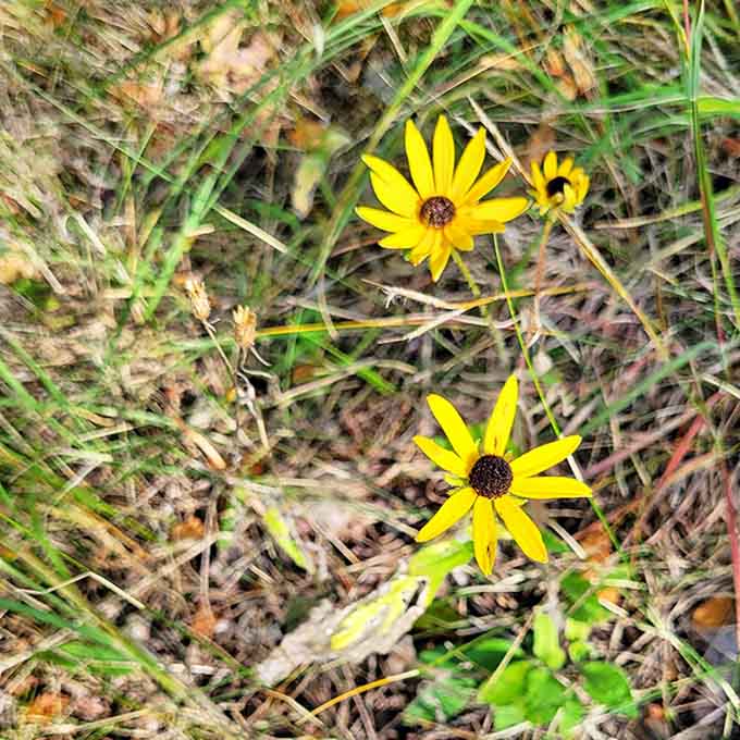 Nature's own fireworks display &ndash; wild black-eyed Susans burst through the grass, adding splashes of sunshine to the trail.
