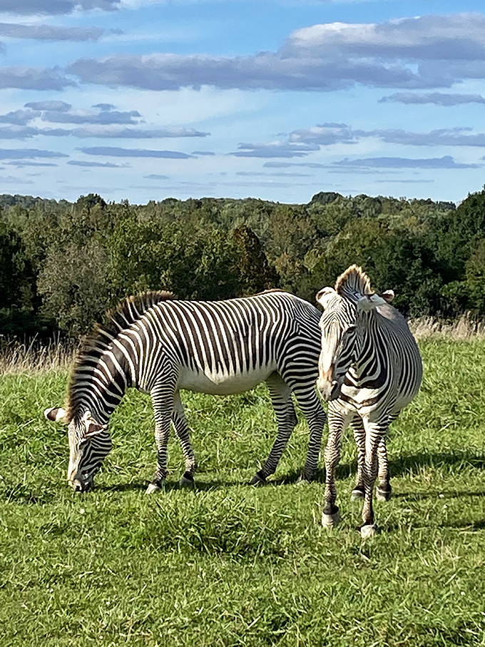 Grevy's zebras graze contentedly, their striking stripes creating living art against the backdrop of Ohio's rolling hills.