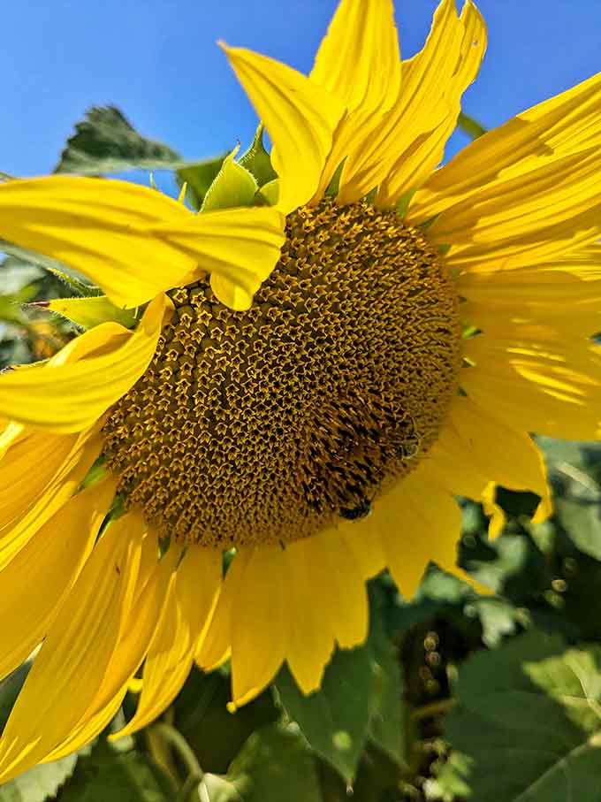 Sunlight plays through translucent petals, creating a stained-glass effect that cathedral architects have been trying to replicate for centuries.