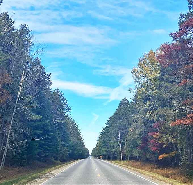 Towering pines create a living corridor along the byway, where every turn reveals another postcard-worthy Minnesota moment.
