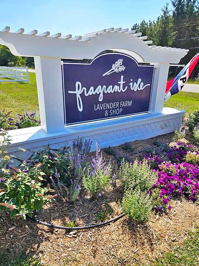 The farm's welcoming sign promises purple adventures ahead – like a fragrant doorway between ordinary life and botanical bliss.