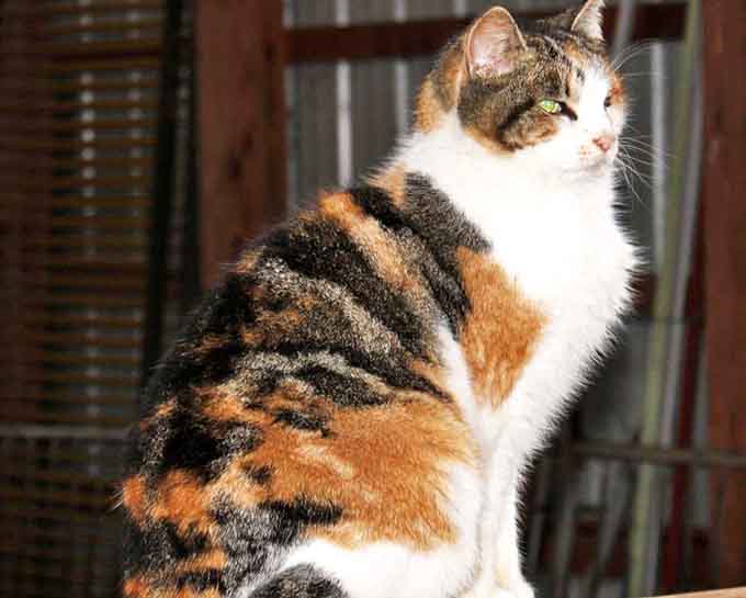 The farm's feline supervisor maintains an air of dignified indifference &ndash; clearly unimpressed by all the attention the exotic animals receive.