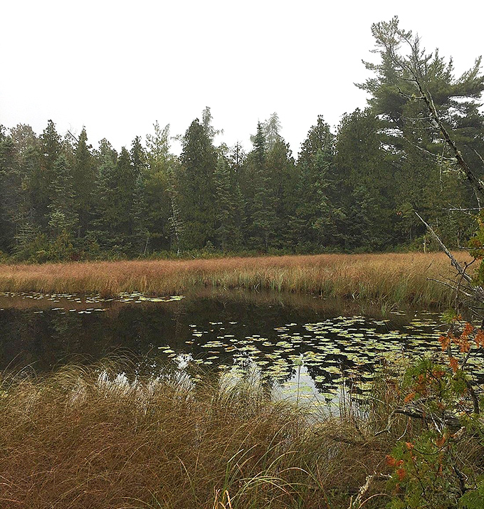 Lily pads dot the tranquil waters of a hidden pond, nature's stepping stones for the imagination to wander across.