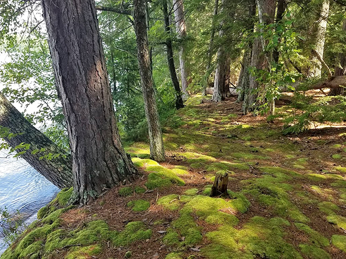 Moss-covered ground creates nature's plushest carpet, inviting hikers to pause and appreciate the miniature forest at their feet.
