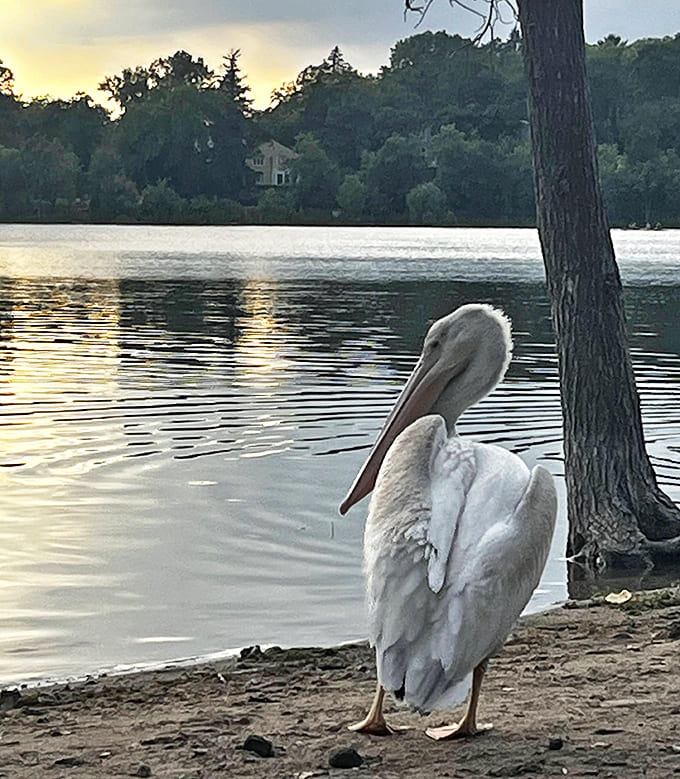 The resident pelican struts along the shoreline like it owns the place &ndash; and honestly, with that magnificent profile, who could argue?