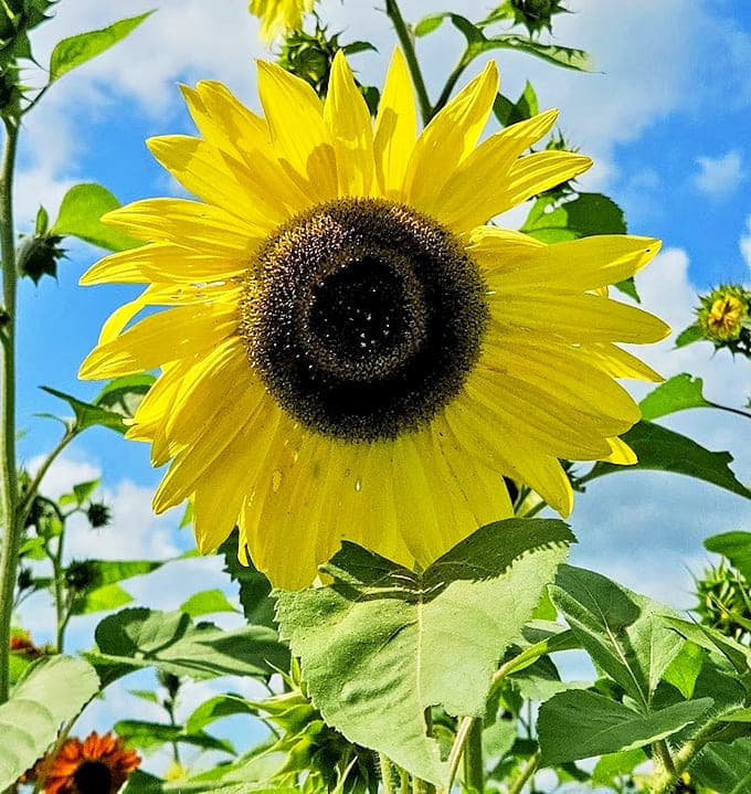 Nature's perfect geometry lesson &ndash; each sunflower face reveals the Fibonacci sequence in action, mathematics made beautiful and accessible.