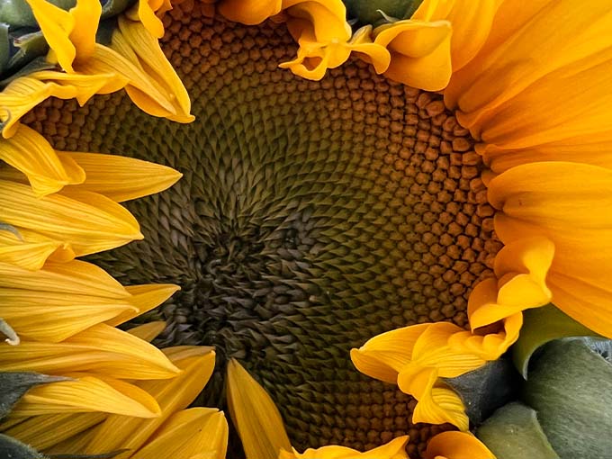 A close encounter with perfection &ndash; nature's mathematical precision revealed in the spiral pattern of this sunflower's face.