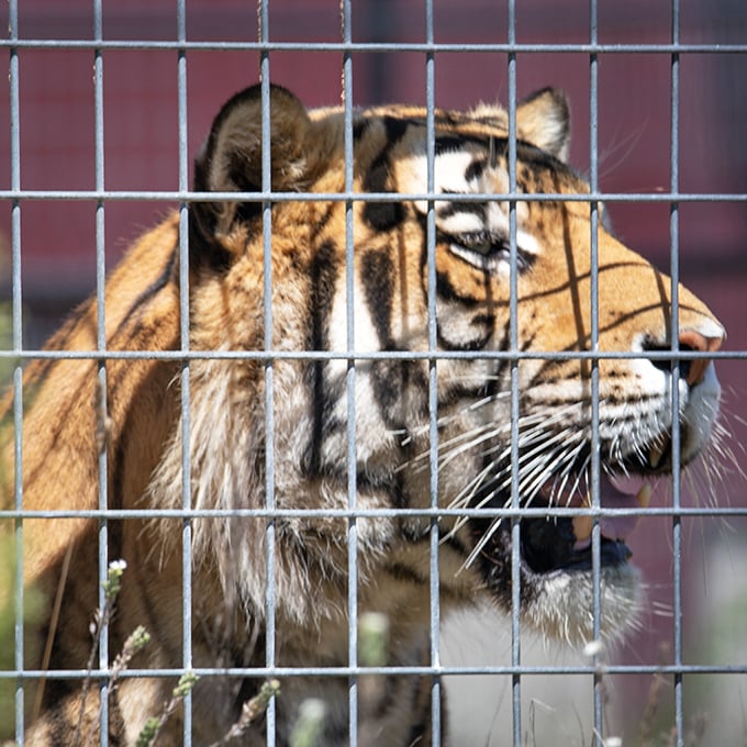 A tiger's penetrating gaze reminds visitors of the wild power still present in our increasingly domesticated world.