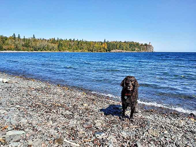 Man's best friend meets nature's best beach: dogs find as much joy in these shores as their human companions.
