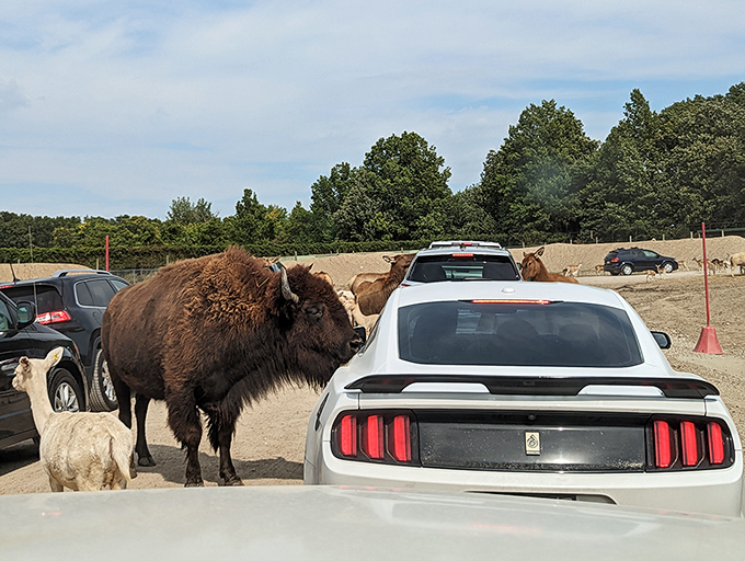 A massive bison approaches a vehicle with the confidence of a creature who knows exactly who's in charge of this encounter.
