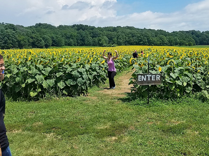 The entrance to the maze promises adventure beyond, where visitors trade the ordinary world for one measured in petals and wonder.